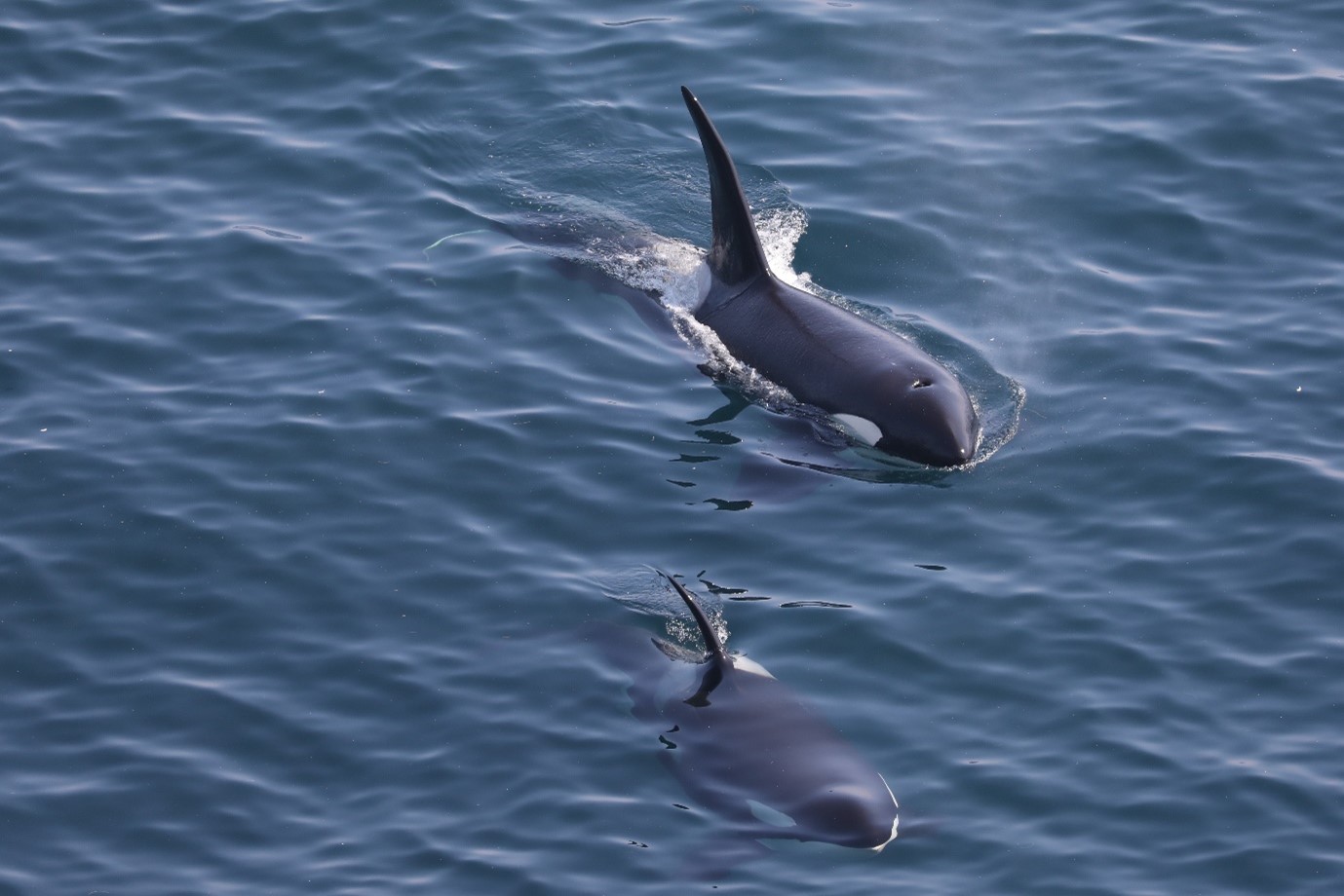 Scientists and volunteers join together as Orca Watch returns to John O ...