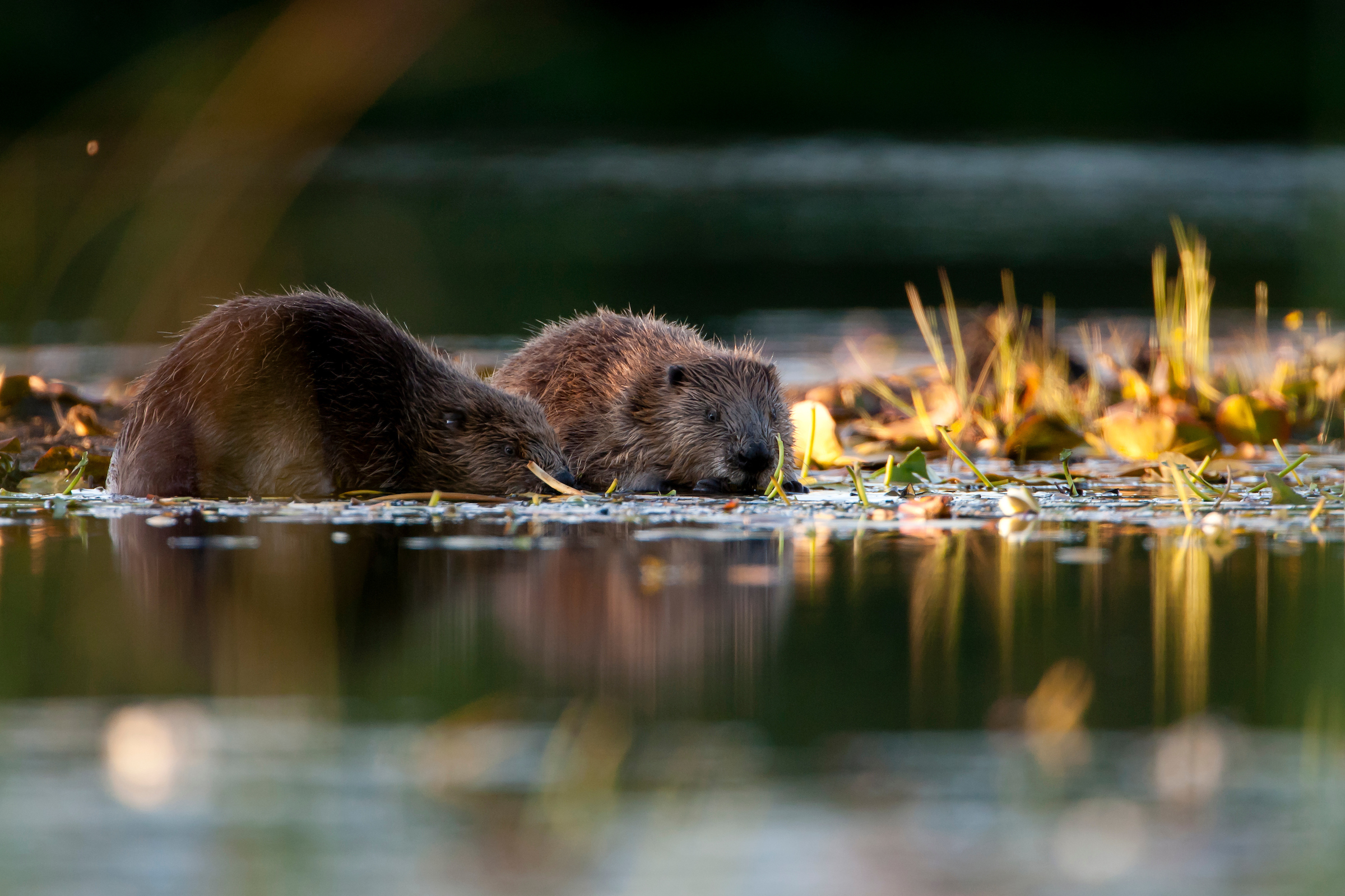 Returning beavers to Glen Affric