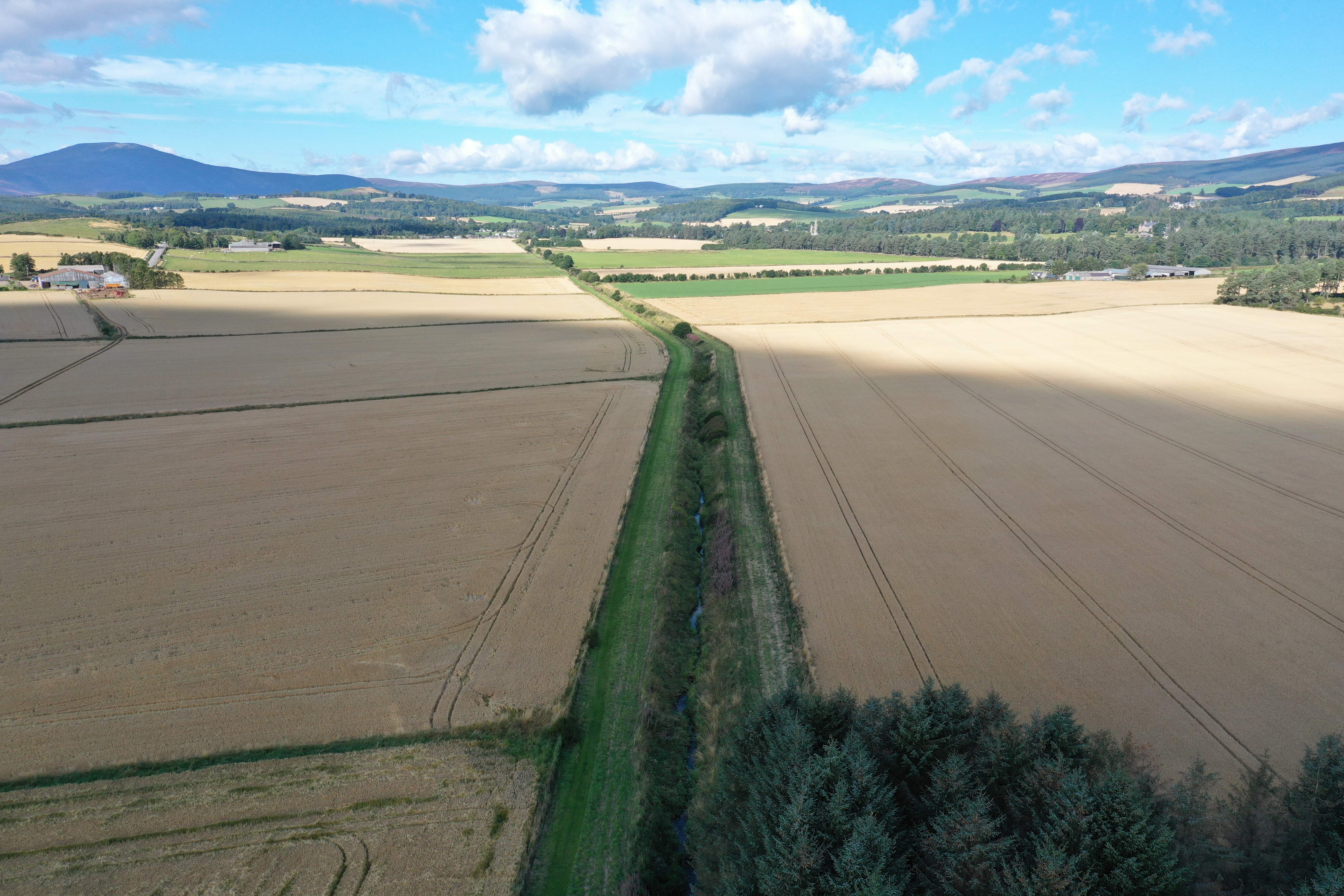 100,000 trees and £1m economic boost in Northwoods Rewilding Network’s ...